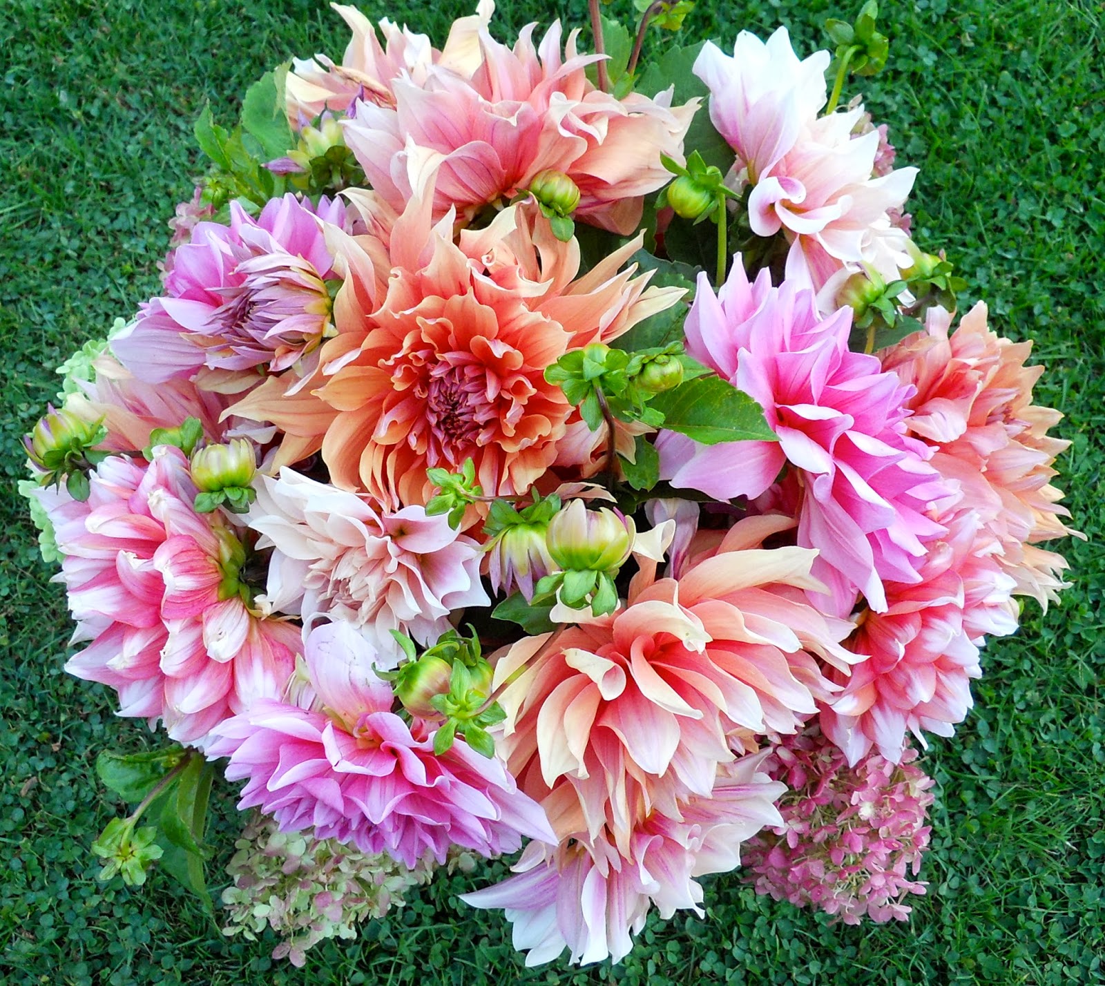 A Year In The Garden: D IS FOR DAHLIA