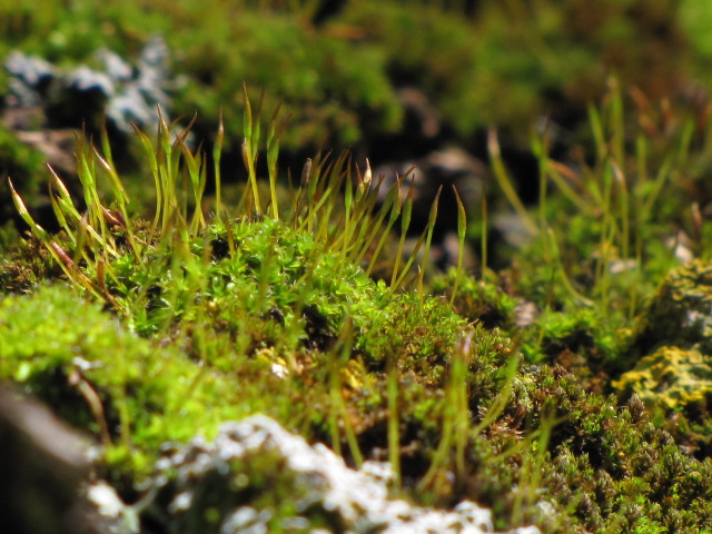Cáceres al natural: EL FANTÁSTICO MUNDO DE LOS MUSGOS