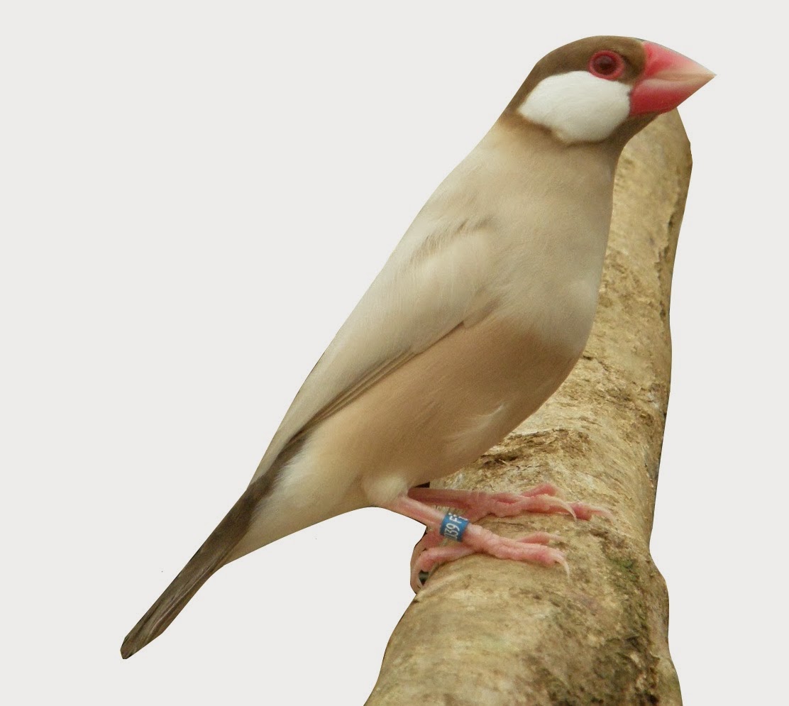 Le padda de java - Mutation et Génétique