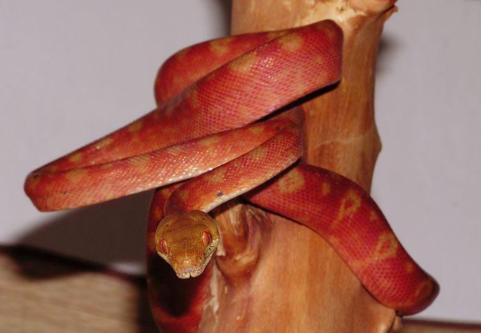 Red Amazon Tree Boa