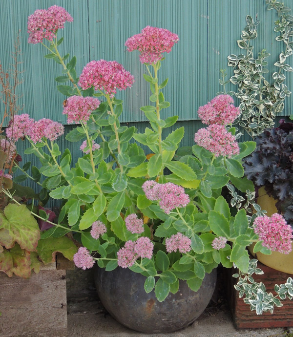 The Dusty Lane: Reliable Sedum "Autumn Joy"