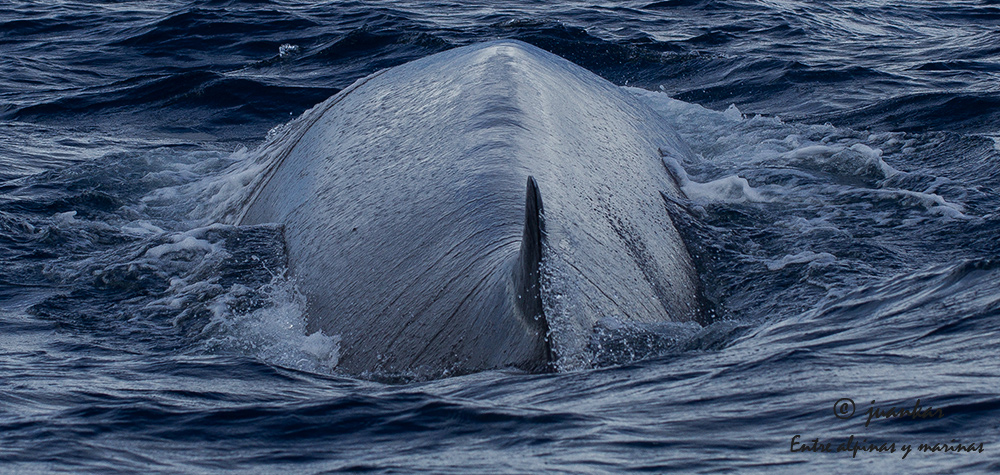Entre alpinas y marinas.: Ballenas en Las Azores. Rorcual común, Fin Whale