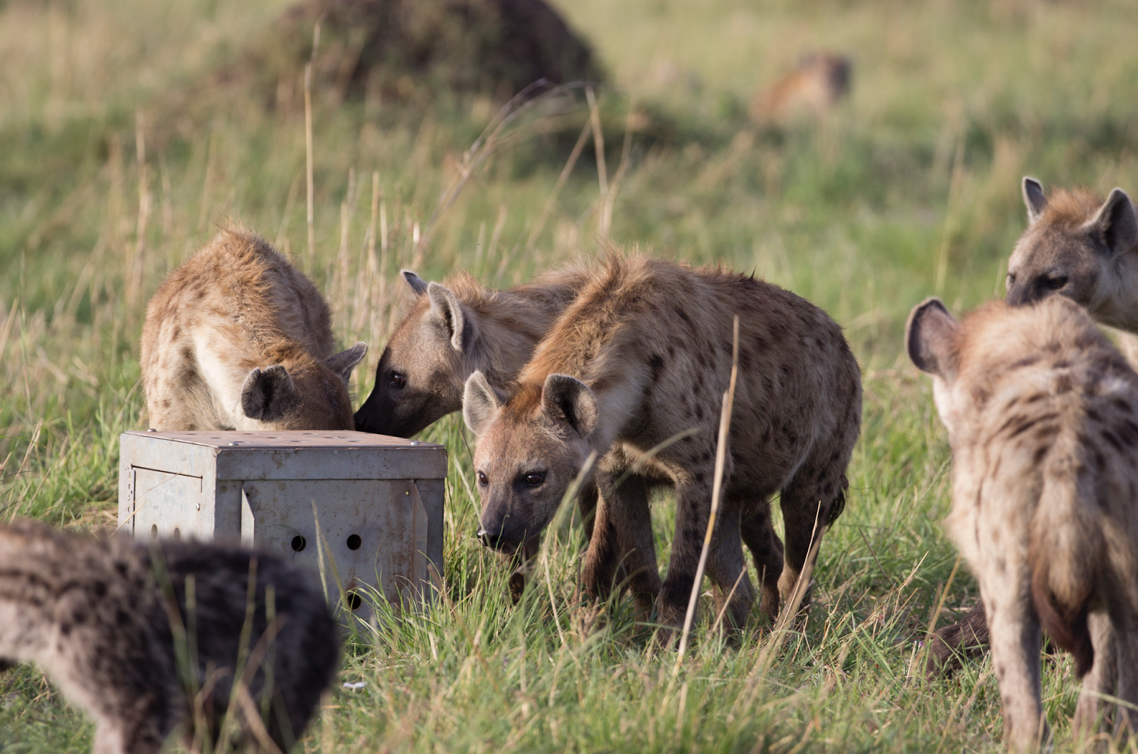 Notes From Kenya: MSU Hyena Research: To familiarize or not?
