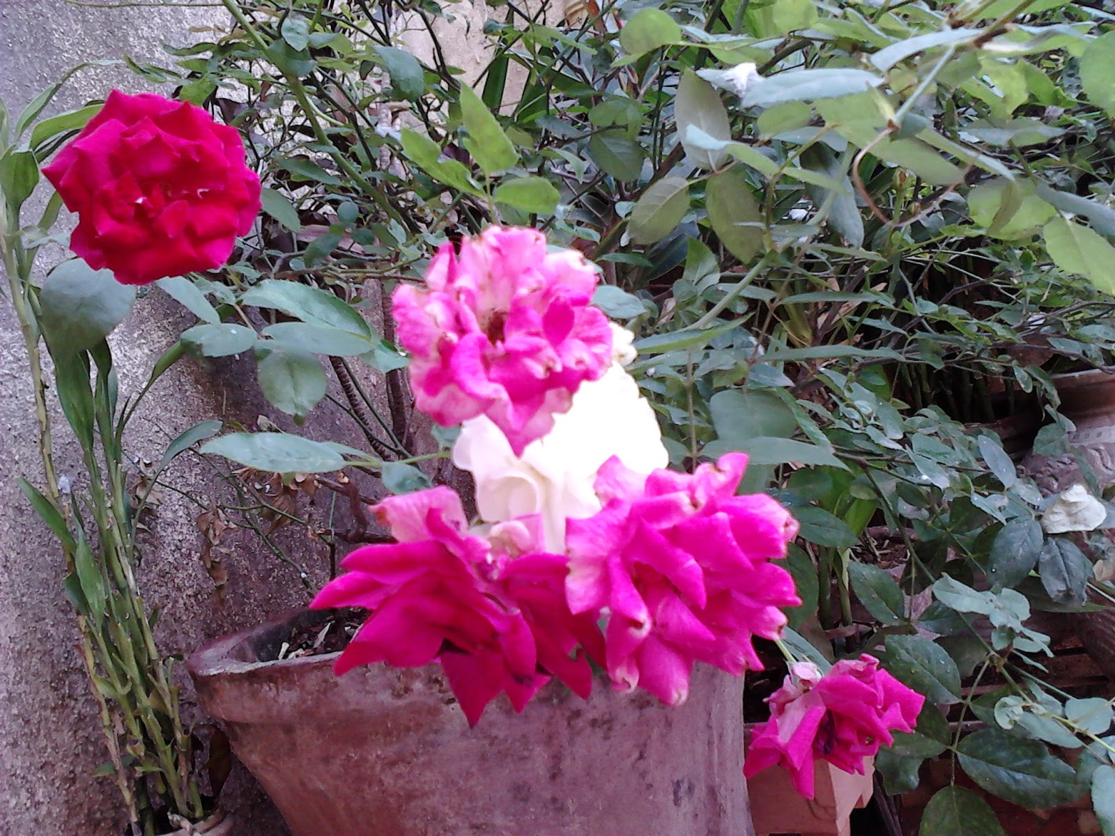 Garden Care Simplified: Red Color Leaves Agave Plants Fruits and Care ...