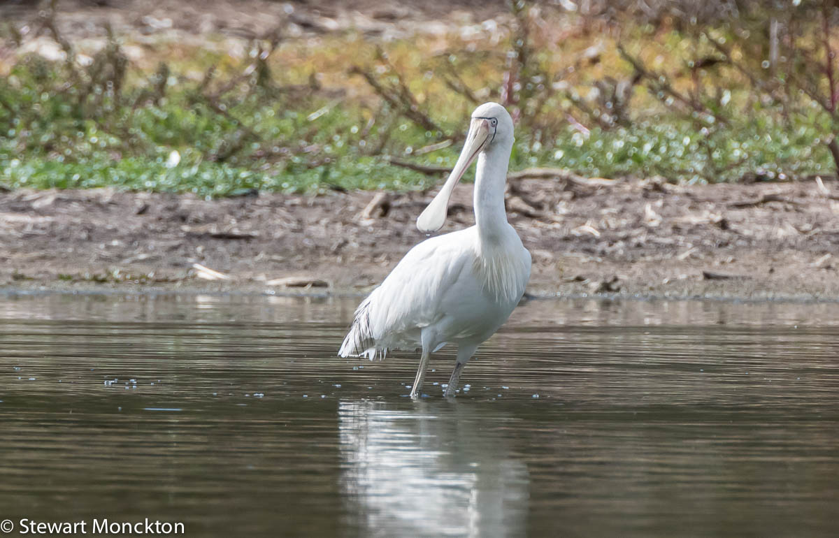 Paying Ready Attention - Photo Gallery: Wild Bird Wednesday 202 ...