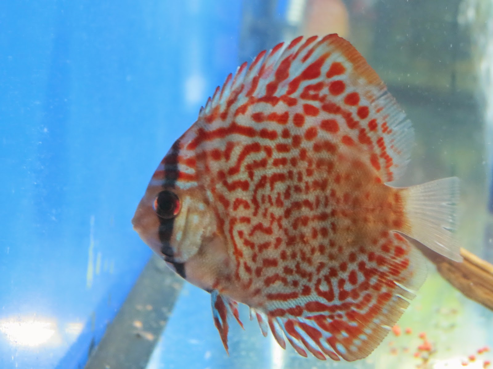 Los peces de Miguel: Nuevo consentido. Disco Leopard Spotted Snake Skin