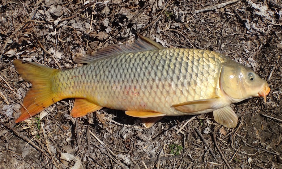 Ben Cantrell's fish species blog: Fishing for buffalo, catching carp