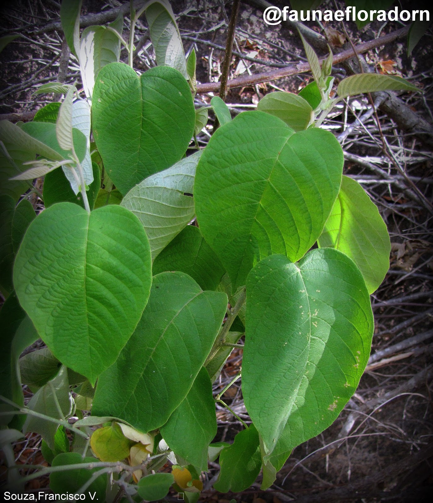FAUNA E FLORA DO RN: Marmeleiro-da-caatinga Croton cf. blanchetianus Baill.