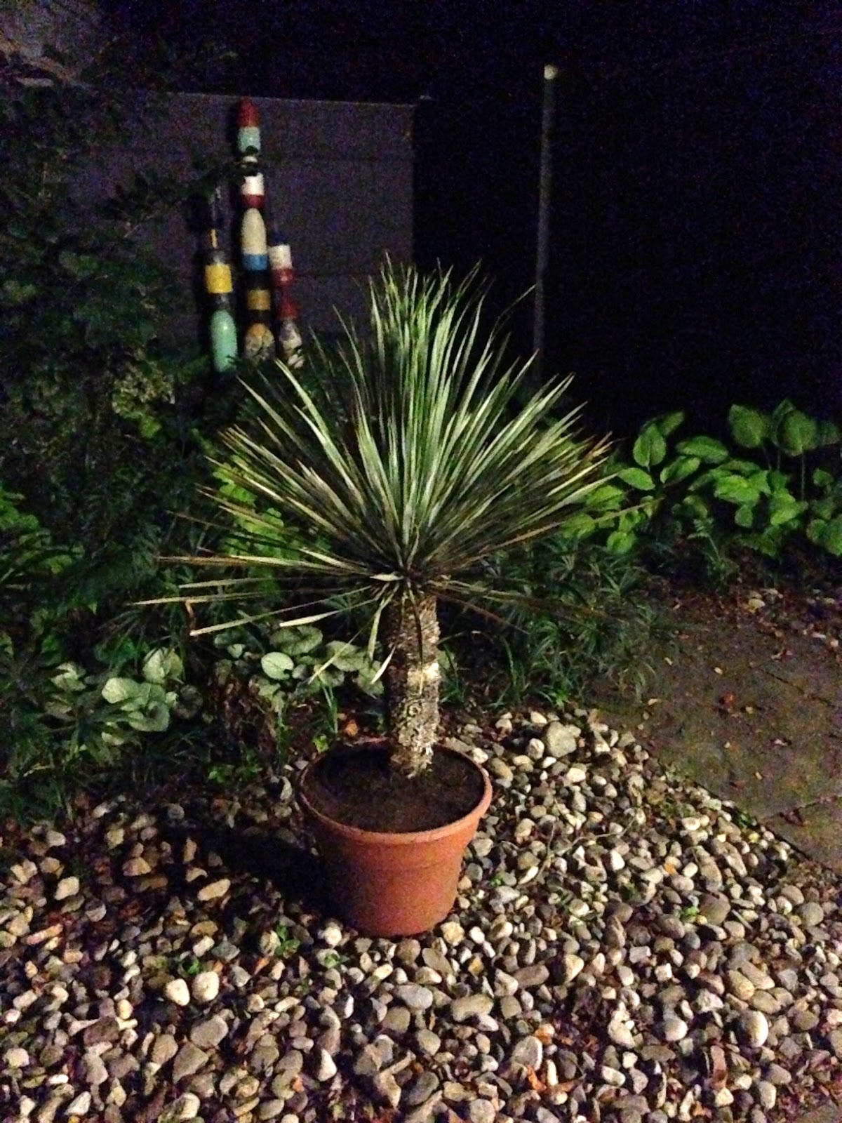danger garden: How to ship a trunking Yucca rostrata in seven easy steps...