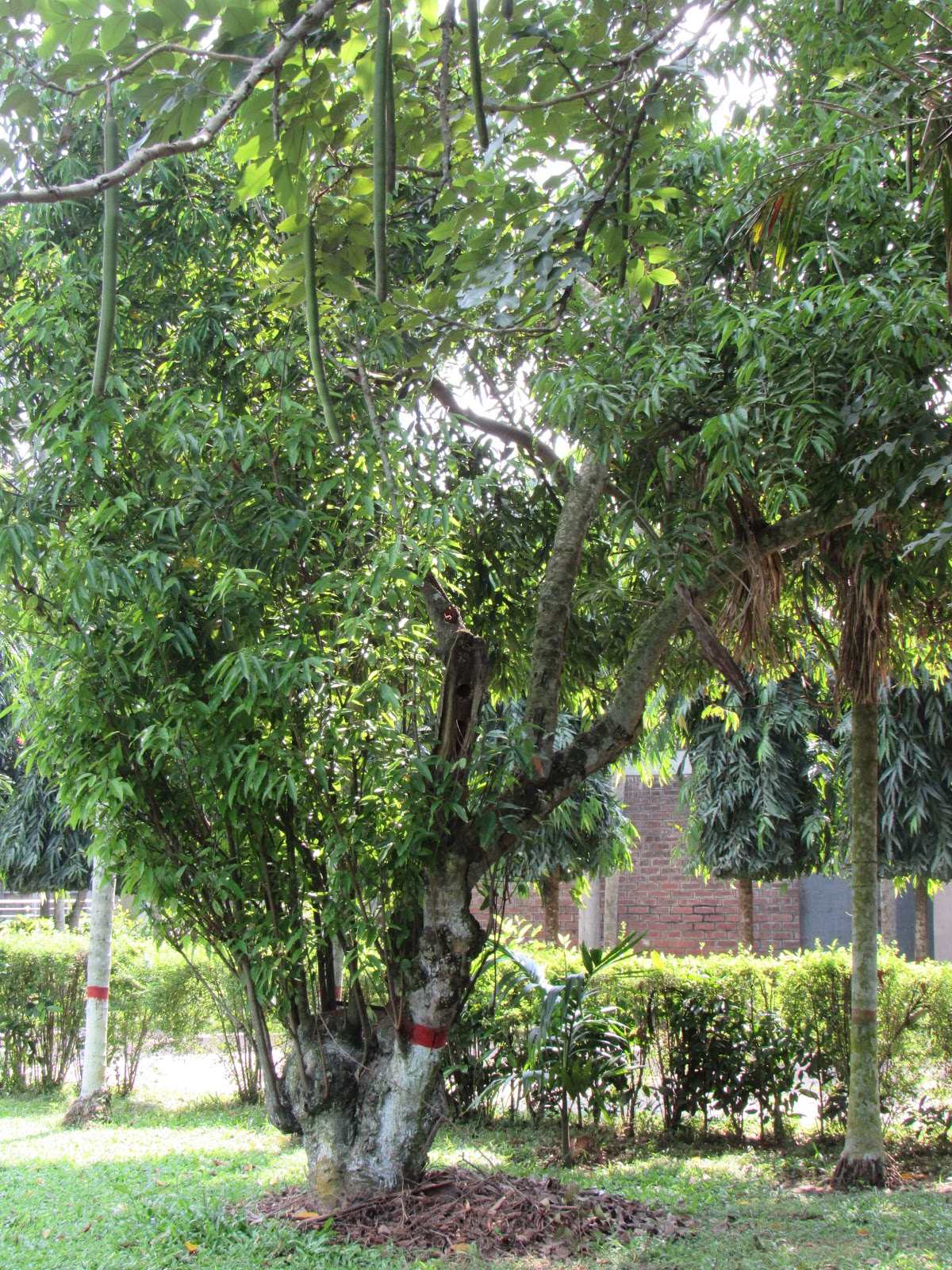 Keep Calm & Curry On: Ingredient of the Week: Dalchini, Cinnamon stick ...