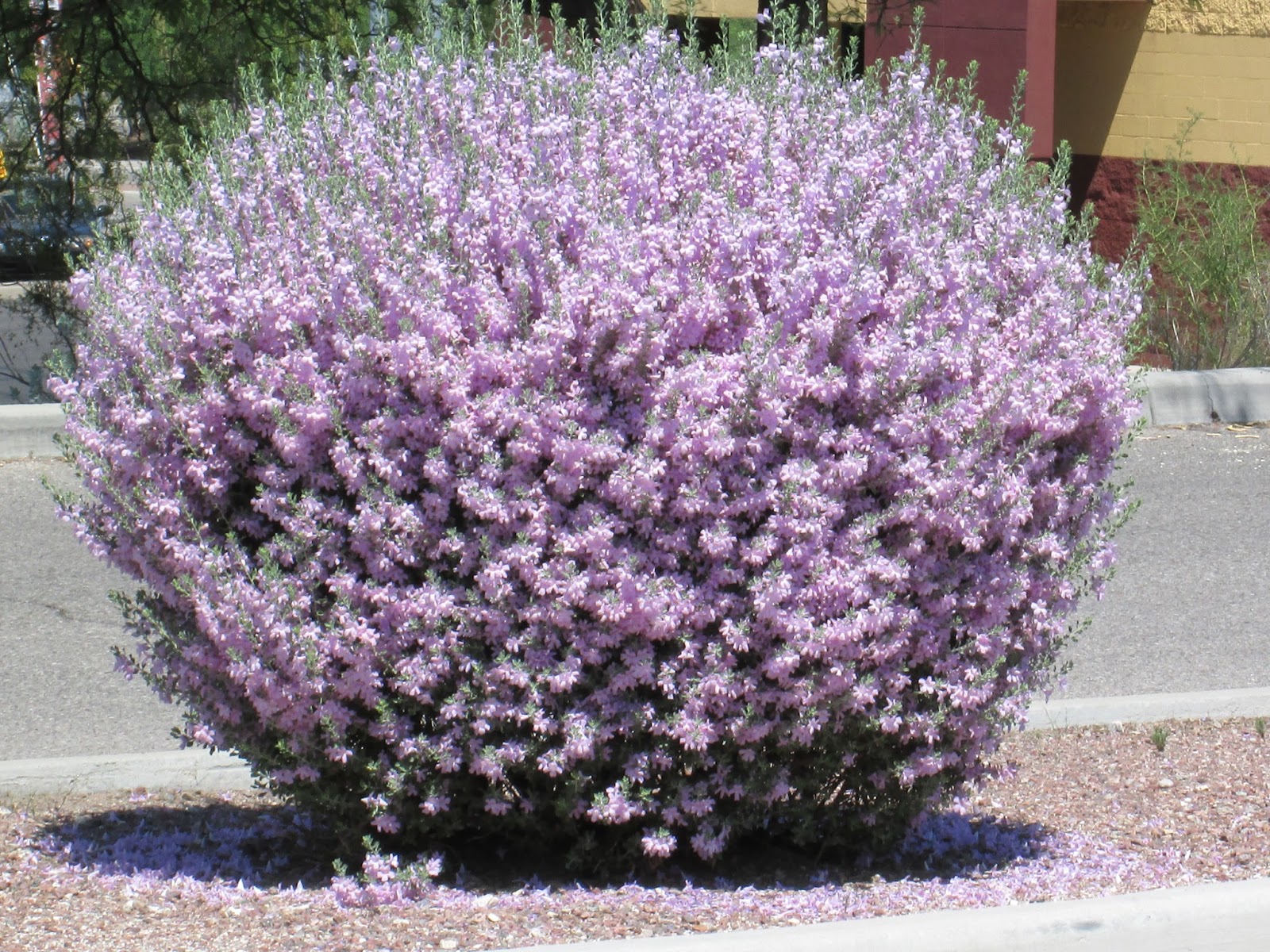 Plant World: Leucophyllum frutescens Plant World: Leucophyllum frutescens