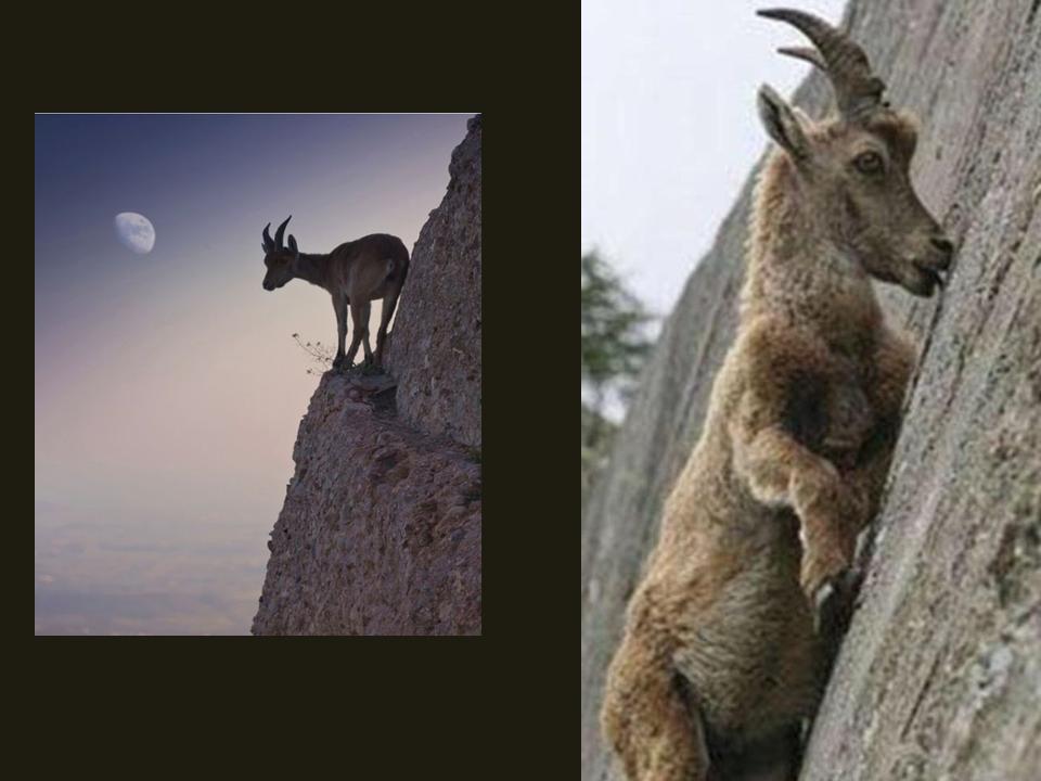 CLASA NOASTRĂ: [ FOTO ] CAPRA DE MUNTE