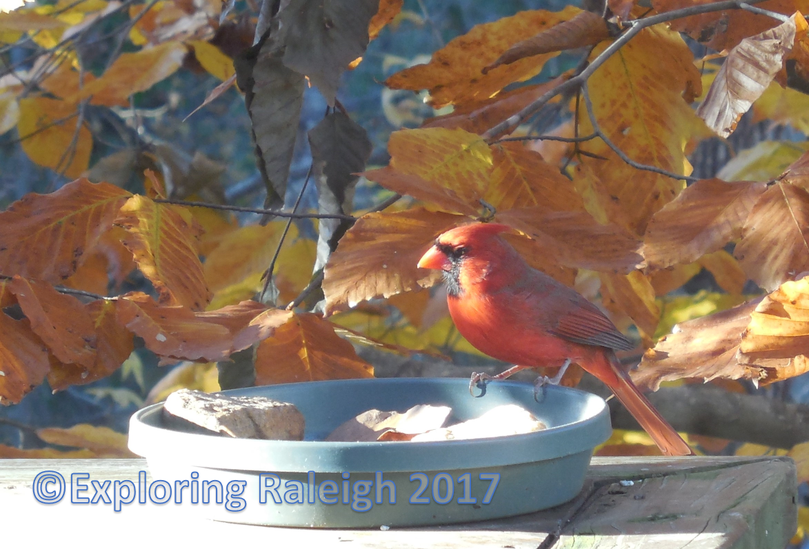 Raleigh Daily Photo: Fall Cardinal