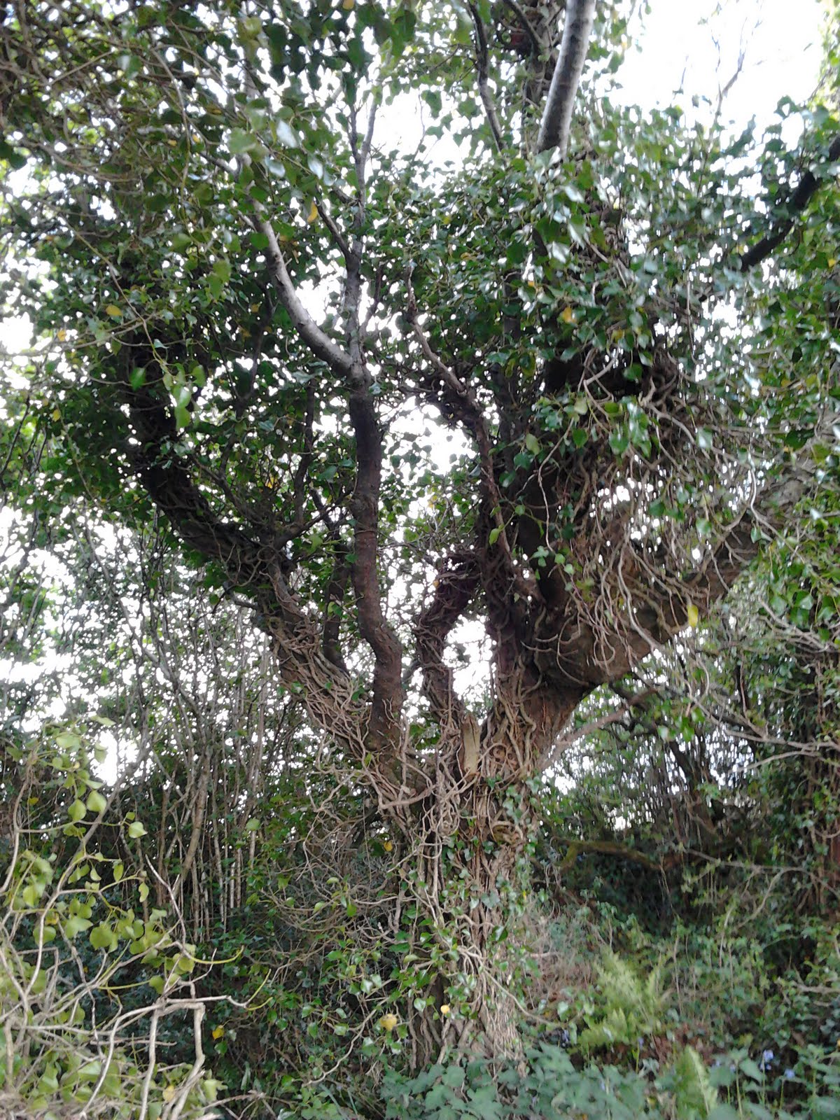 Adventures in Geoland: Colan Woods (and Haunted villages!)