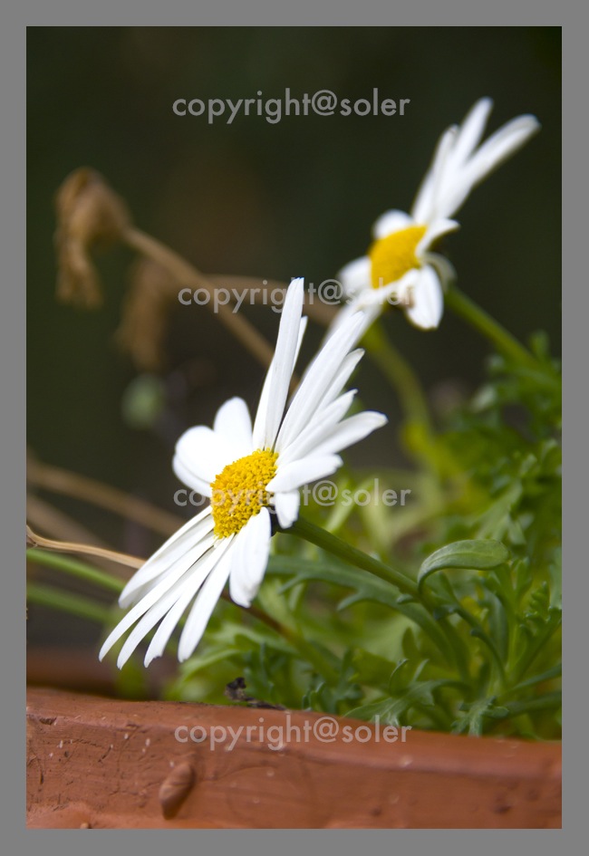 LO QUE VEN MIS OJOS: YA COMIENZA LA PRIMAVERA