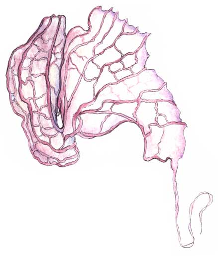 Back from Belize, with lots to say - Ambergris Caye Belize Message Board