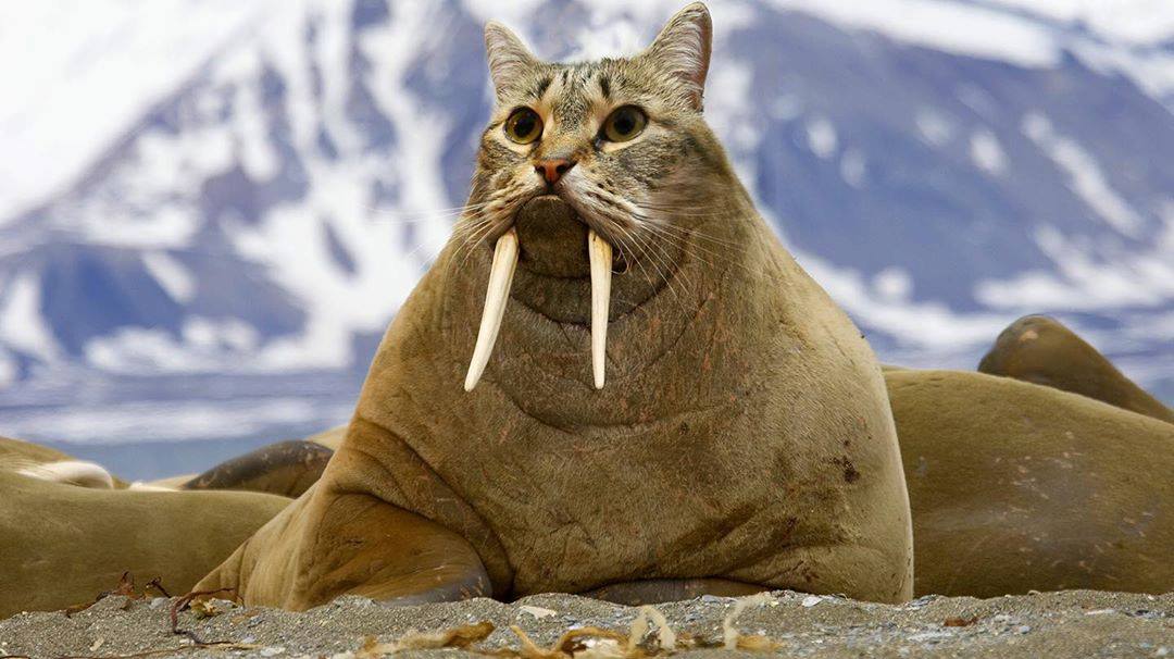 10 Gambar Photoshop Cute Apabila Muka Kucing Dicantumkan Dengan Badan ...