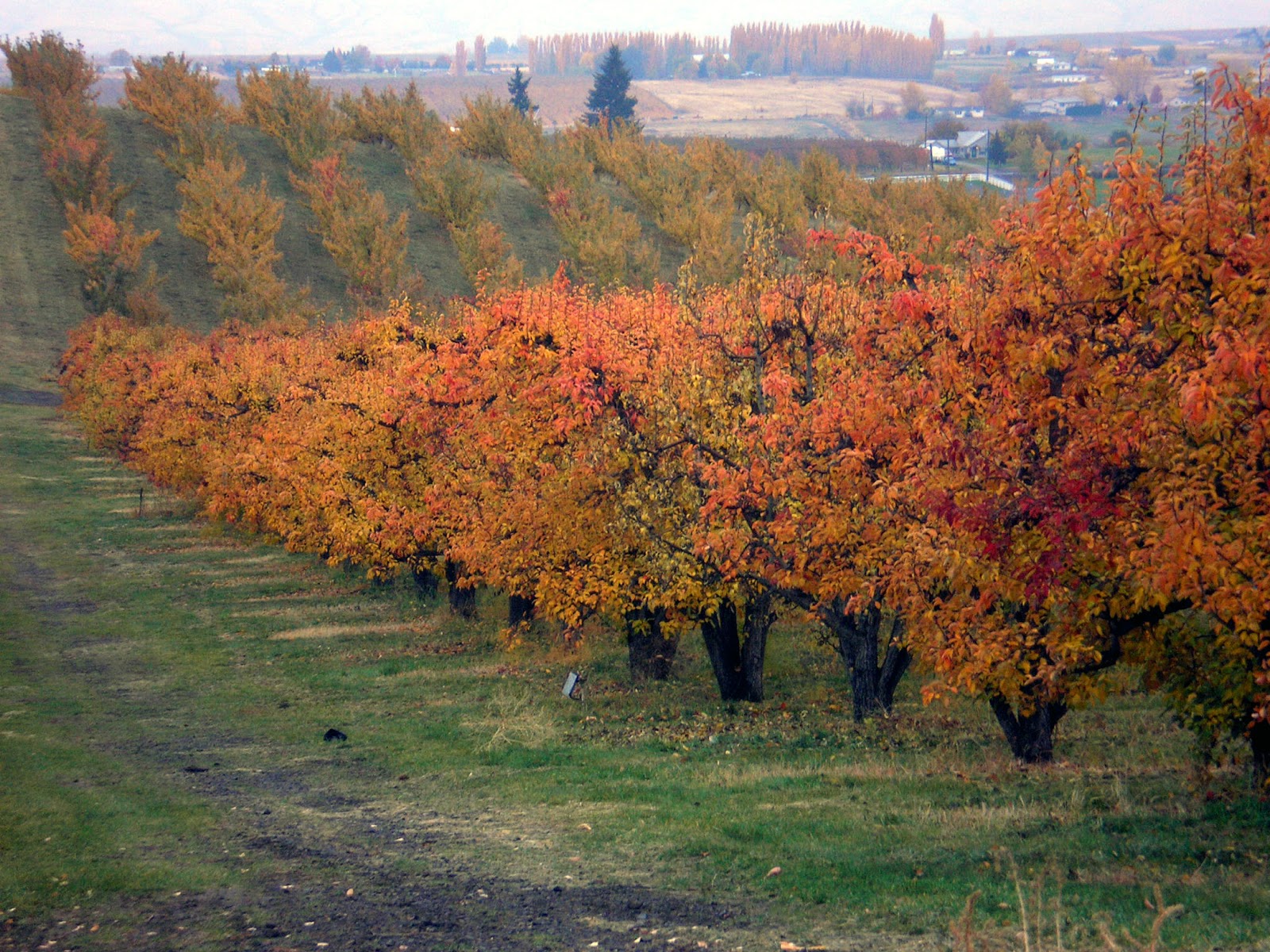 Abiding Love, Abounding Grace: Reason 20 to Fall for Autumn: Orchards!