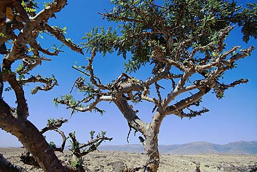 TERAPIA DOS AROMAS: Olíbano - o propiciador para oração e meditação