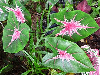 Types of Caladiums- Angel wings | SL Flora
