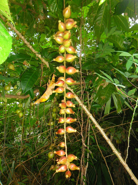 namakucella: ULAM PUCUK SENERUI...PUCUK PUTAT...PUCUK ULAM RAJA