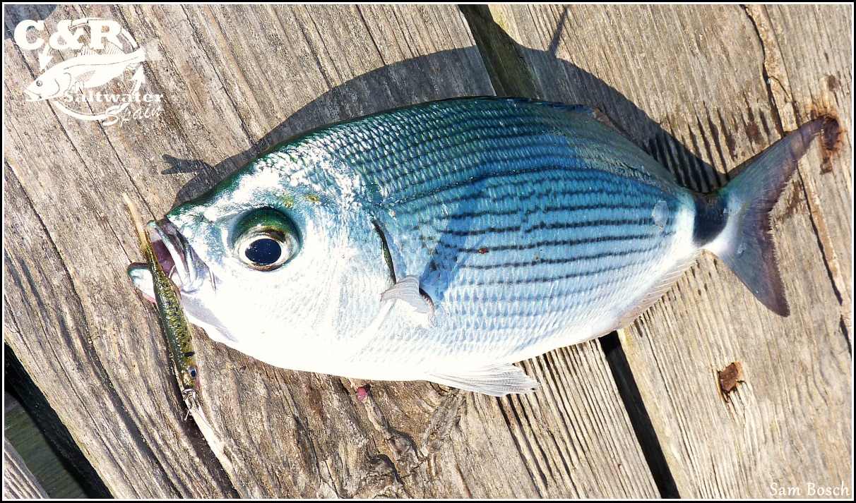 RockFishing Spain: Weightless en el Rockfishing