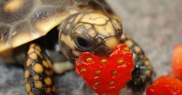 ¿Qué Comen los Animales?