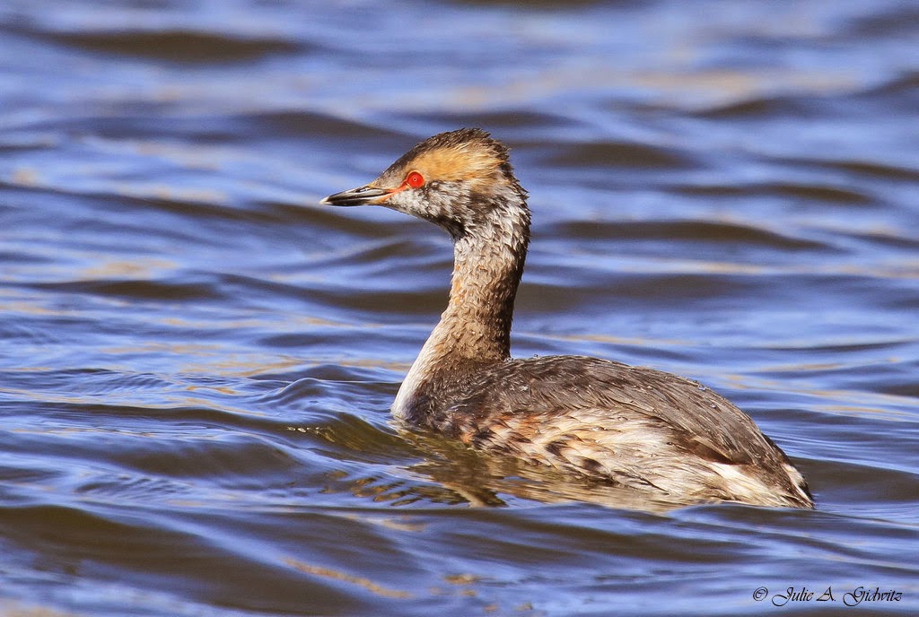 Birding Is Fun!: Grebes!