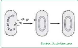 Reproduksi Bakteri Secara Transformasi Transduksi dan Konjugasi