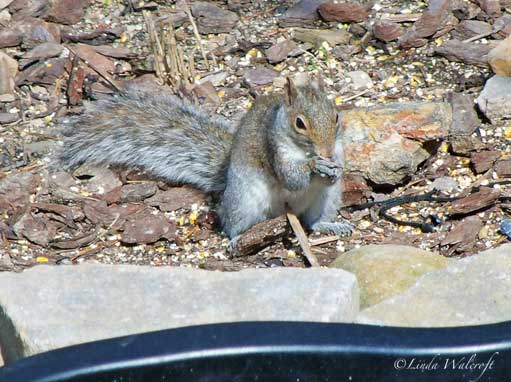 The View from Squirrel Ridge: Small Gray Squirrel