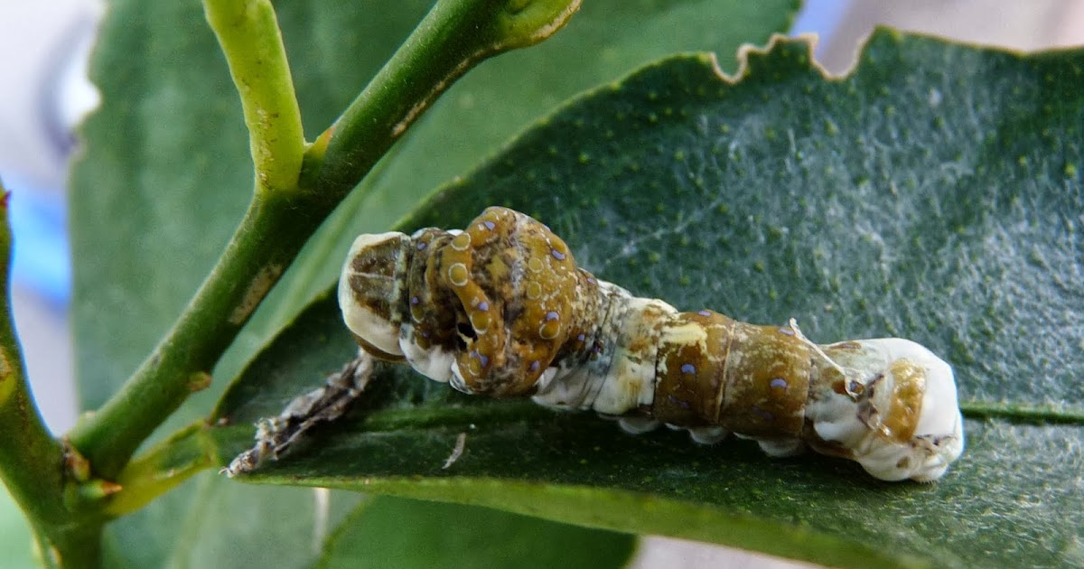 Your Daily Dose of Sabino Canyon: Slug bug