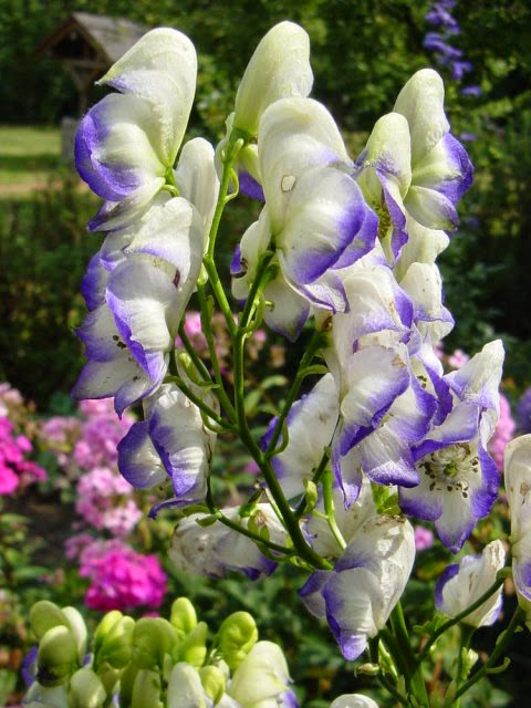 Aconitum o Acónito: Cultivo, cuidados y propiedades