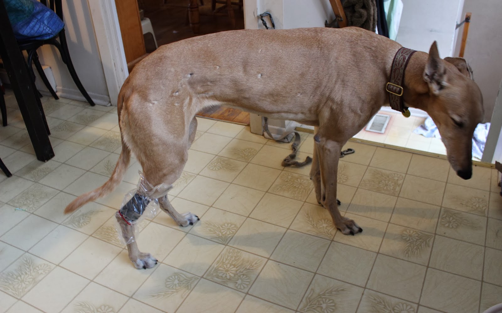 Know Thy Dog: WOUND CARE