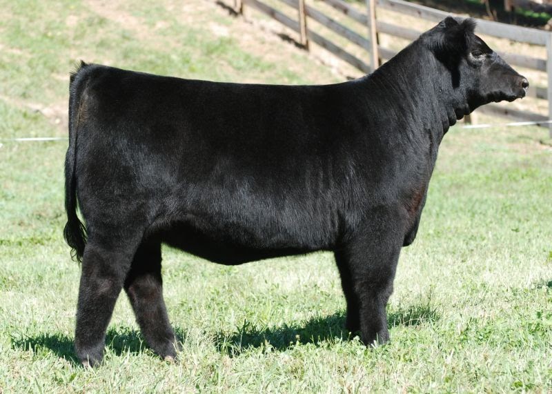 DIAMOND G CATTLE CO.: Big Time Angus Heifers!! Selling Oct 28th!!