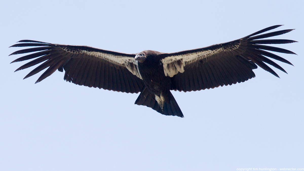 Ventana Wildlife Society: Condor Blog: Wild Times!