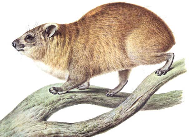 Arqueo-Zoofollia: El Conill