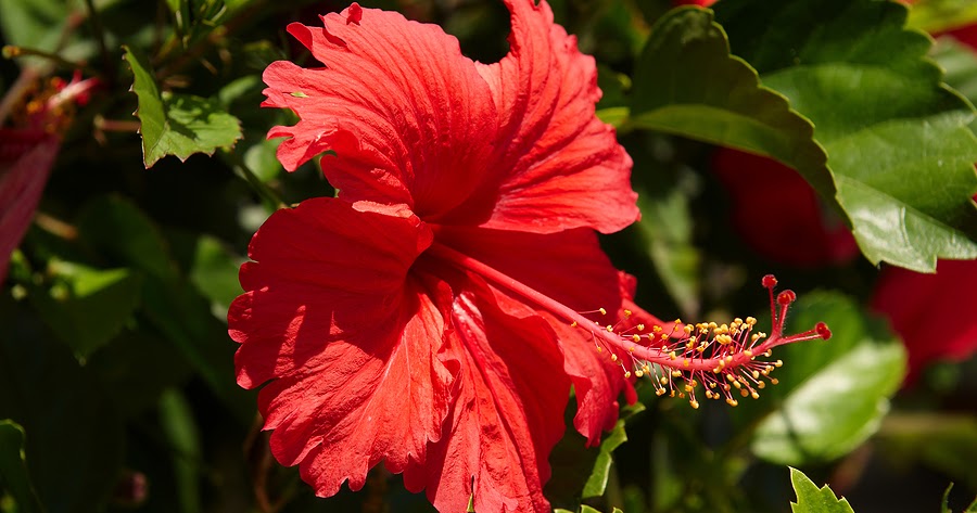 HOW TO GROW HIBISCUS |The Garden of Eaden