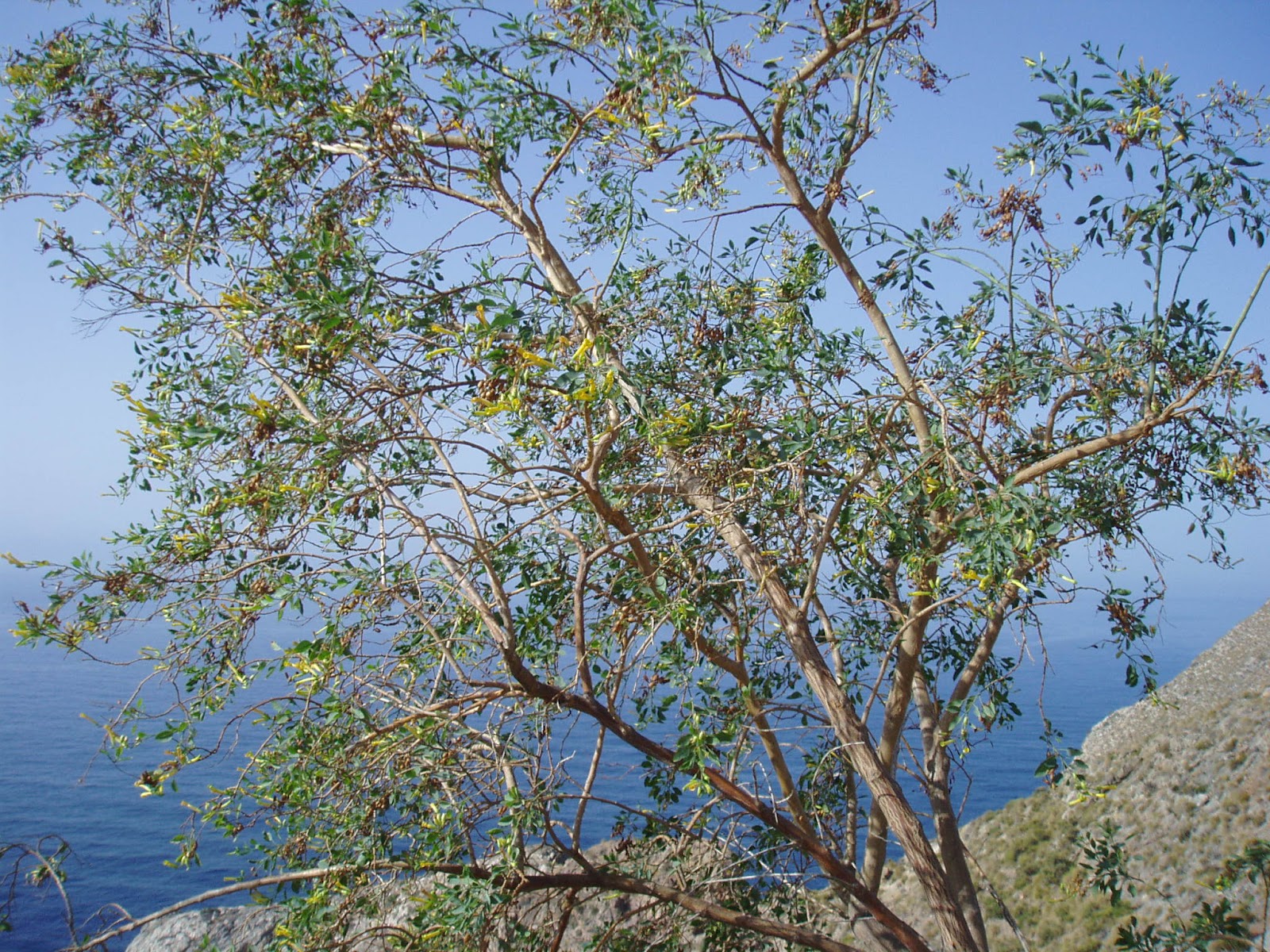 GANDUL: Nicotiana glauca | Plantas rioMoros