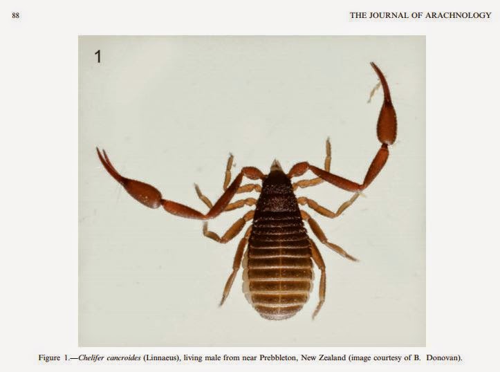 Ponte al Día con ApiAraucania: PseudoEscorpion Chelifer cancroides
