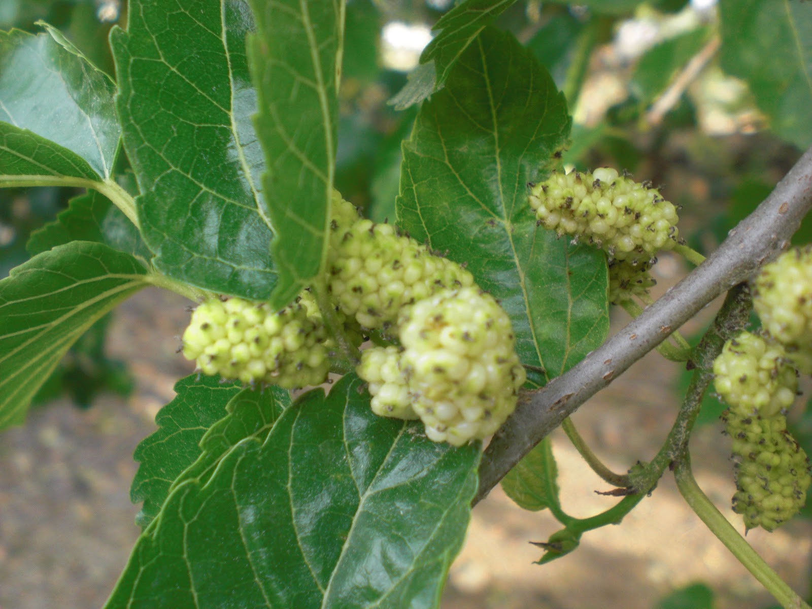 Perfumes y luces de Extremadura: Morera. Morus alba. Mis árboles frutales.