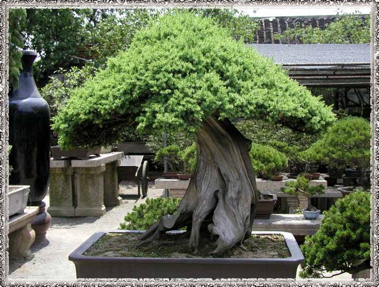 All HD: Bonsai