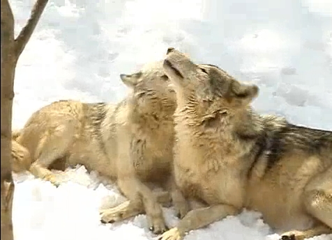 White Wolf : Wolves snuggle up to one another. (Video)