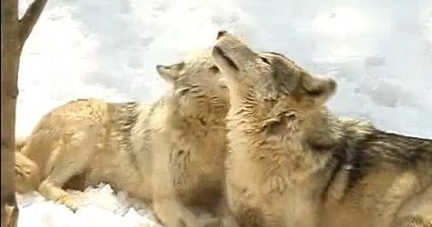 White Wolf : Wolves snuggle up to one another. (Video)