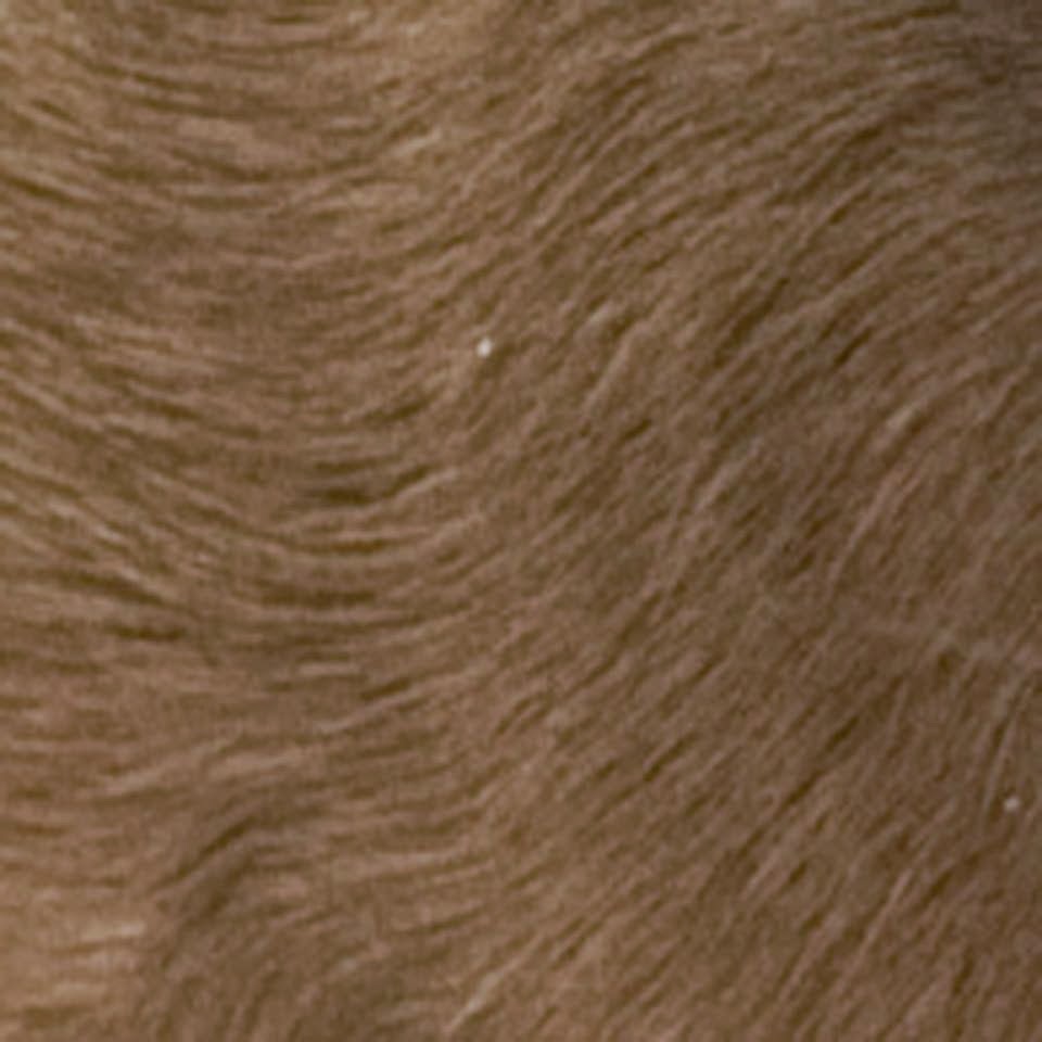 My Cavy Kingdom: Cavy Colours