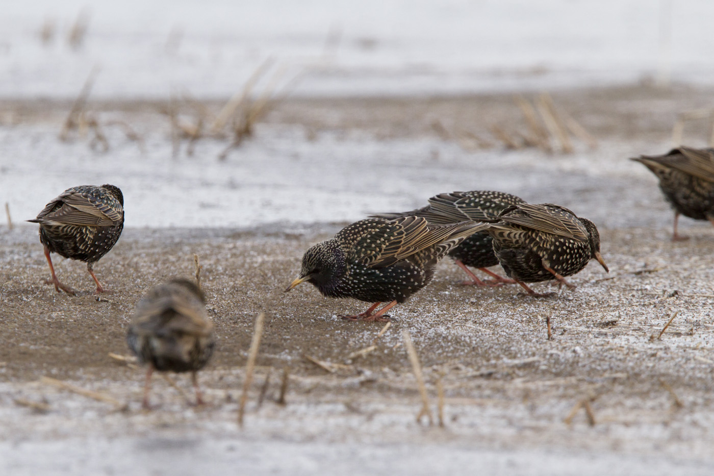 Janin luontokuvia: 9.4.2011 Kiertelyä ja kuvailua