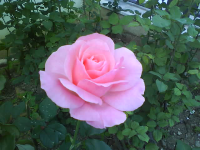 Ubrique en verde: 11 Rosas