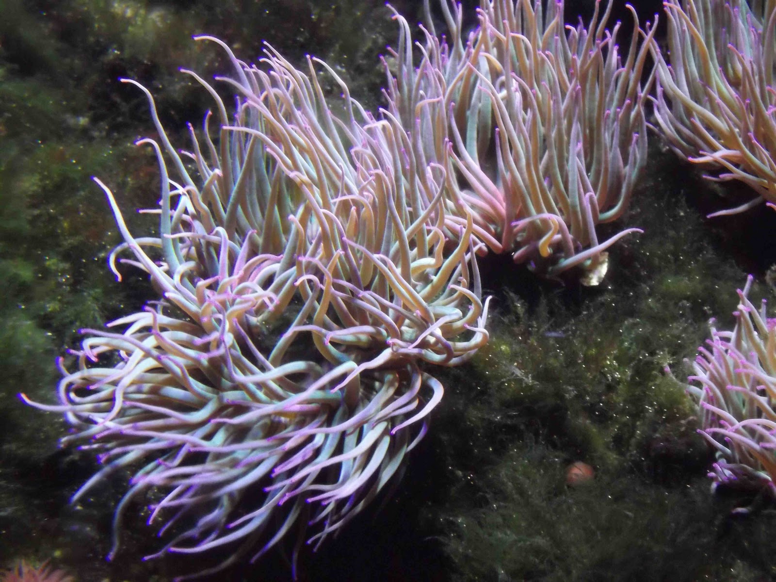 Abigayle Coghlan Textiles