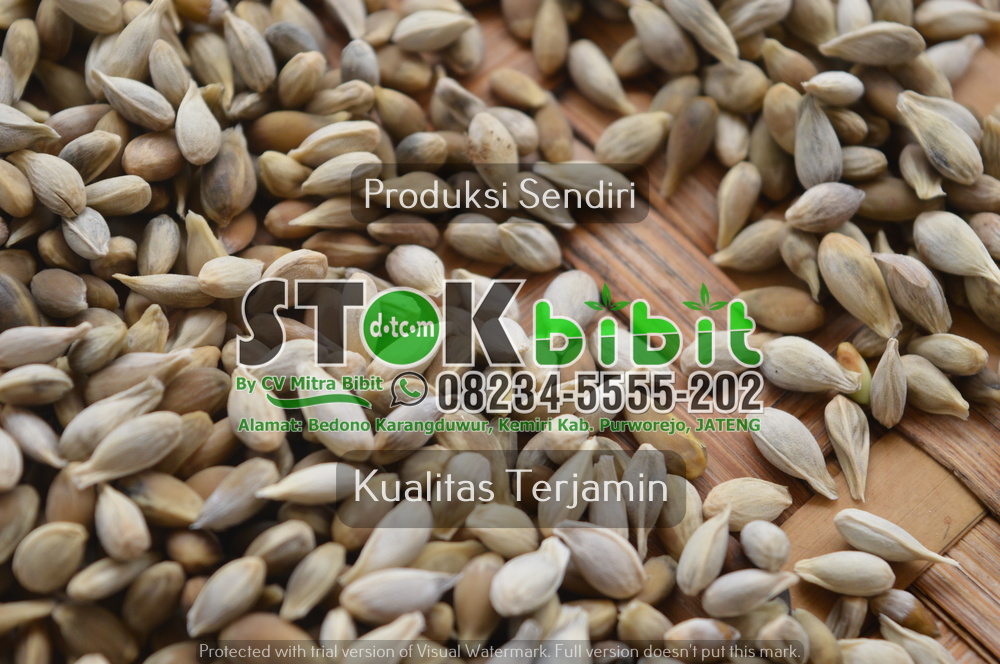 Ki hujan atau Trembesi buah pohon trembesi - bibit mangga unggulan