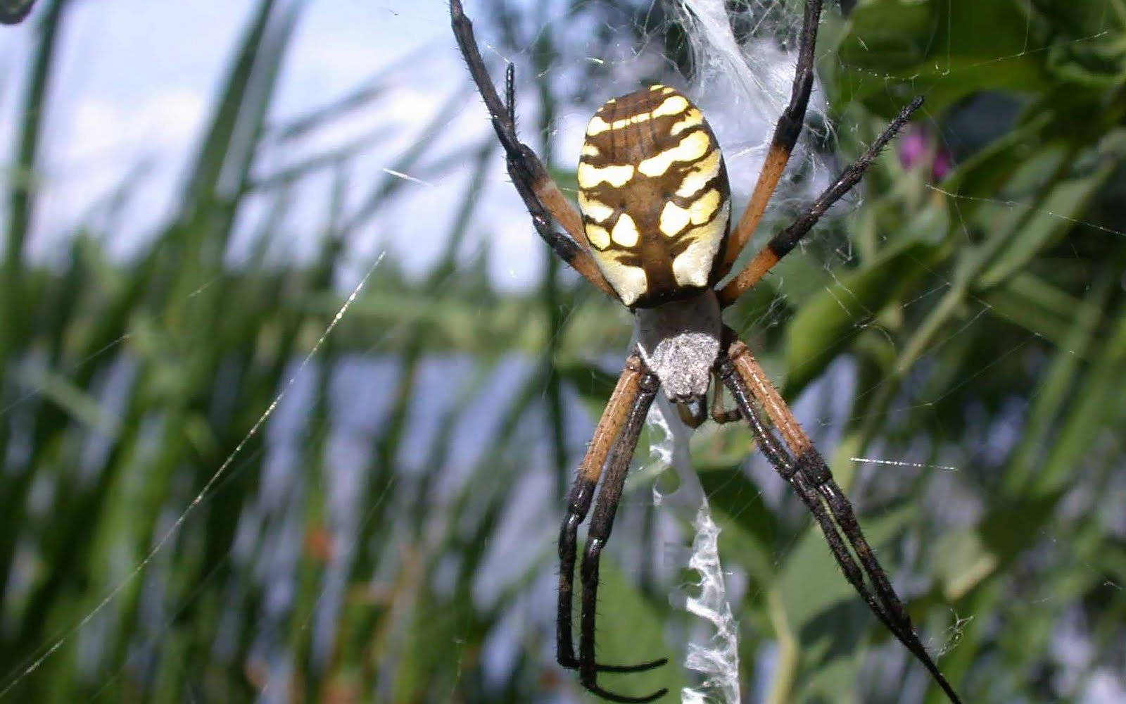 Spinnen Achtergronden
