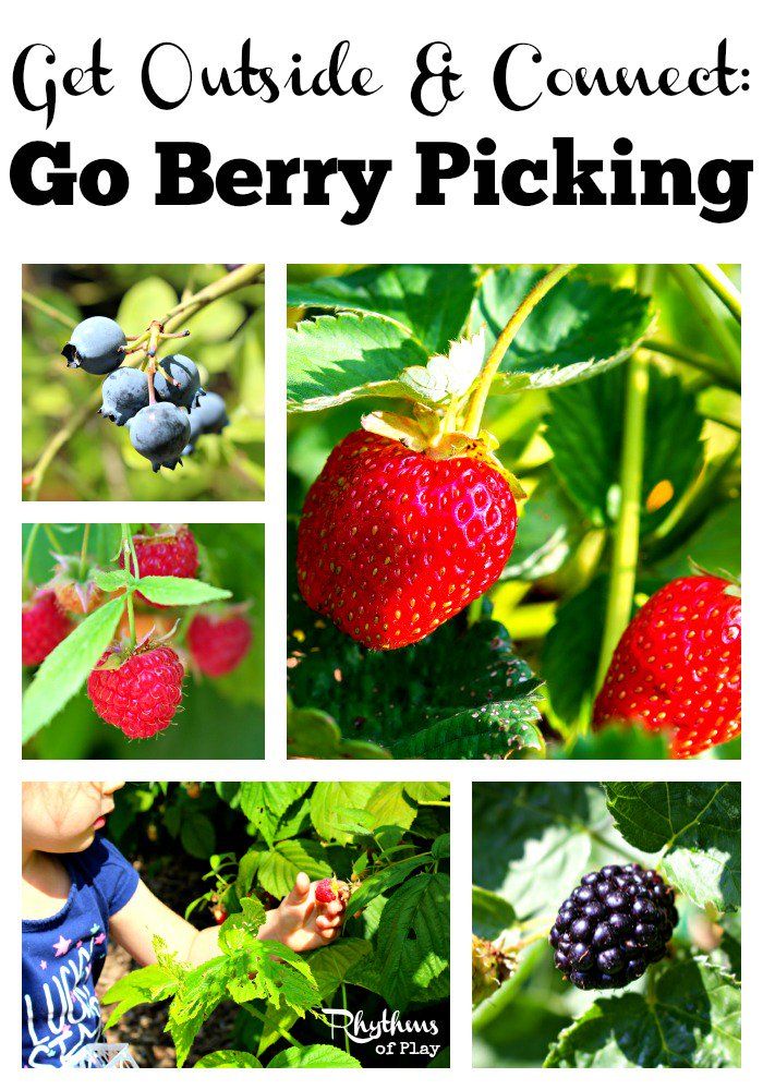 Get outside & Connect: Go Berry Picking - Flowers Gardens